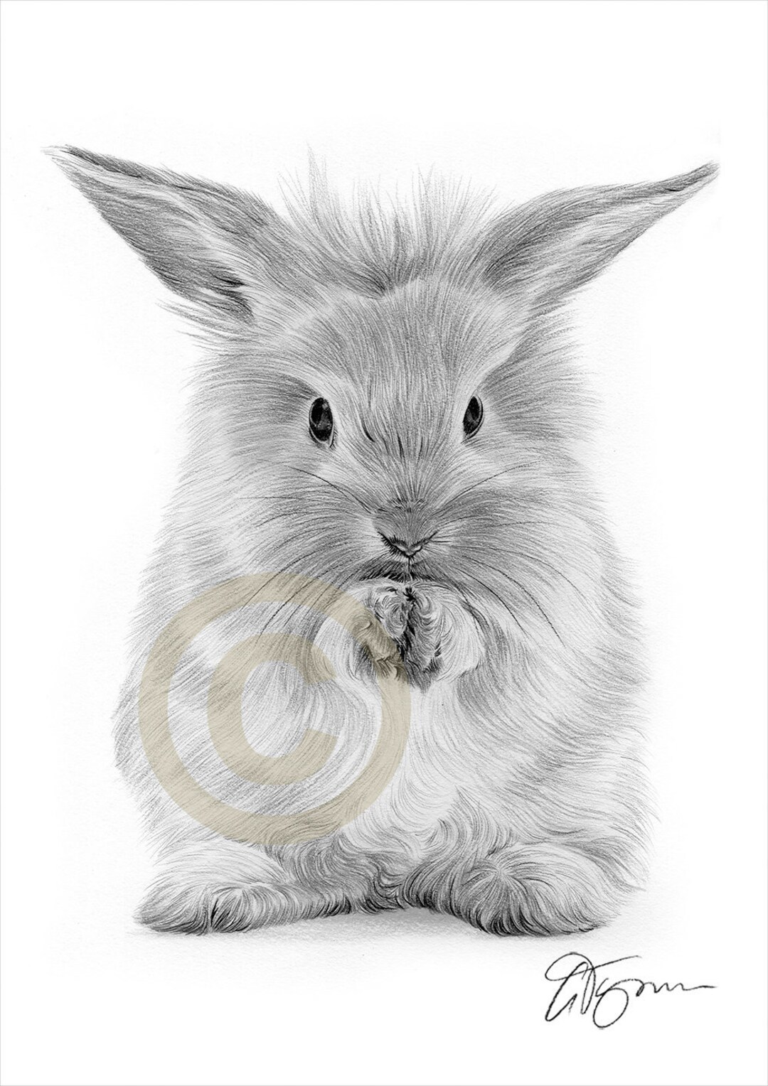 Rabbit Washing Artwork Pencil Drawing Print Bunny Art Artwork Signed by ...