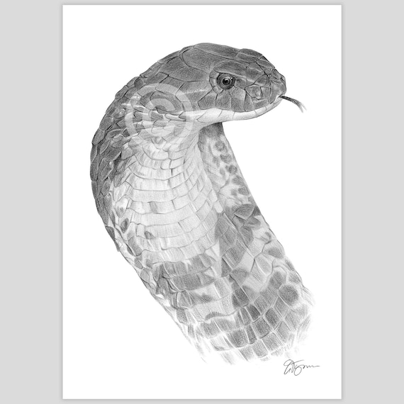How To Draw A Snake Cobra
