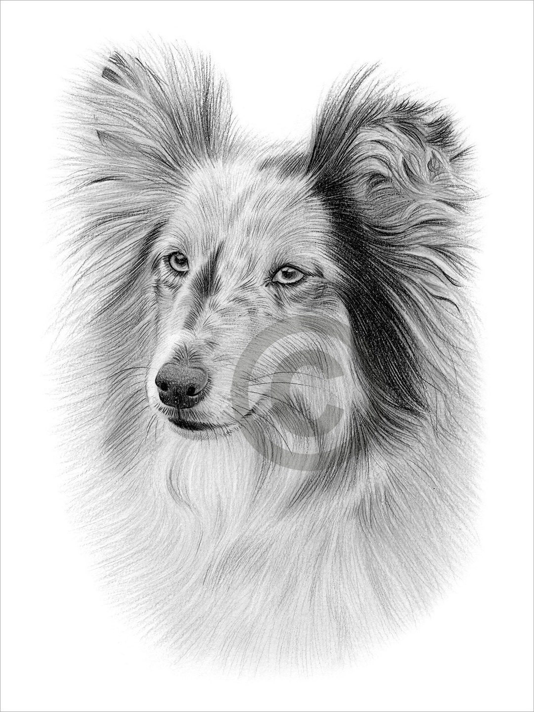 Digital Download Blue Merle Collie Pencil Drawing Artwork by UK Artist ...