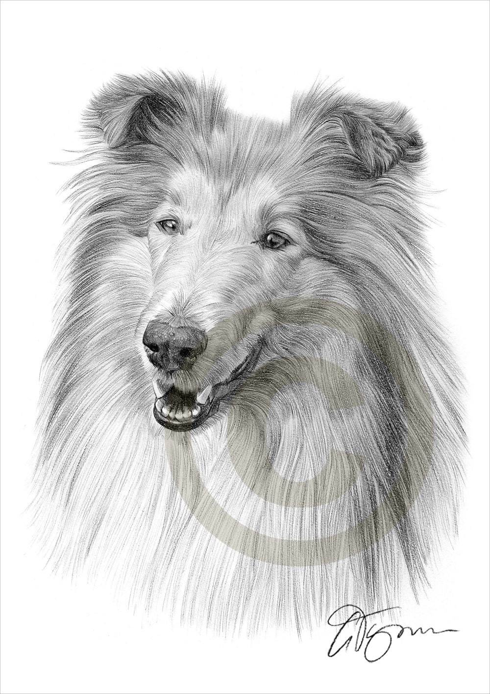 Impresión de dibujo a lápiz Dog Rough Collie 2 tamaños ilustraciones ...