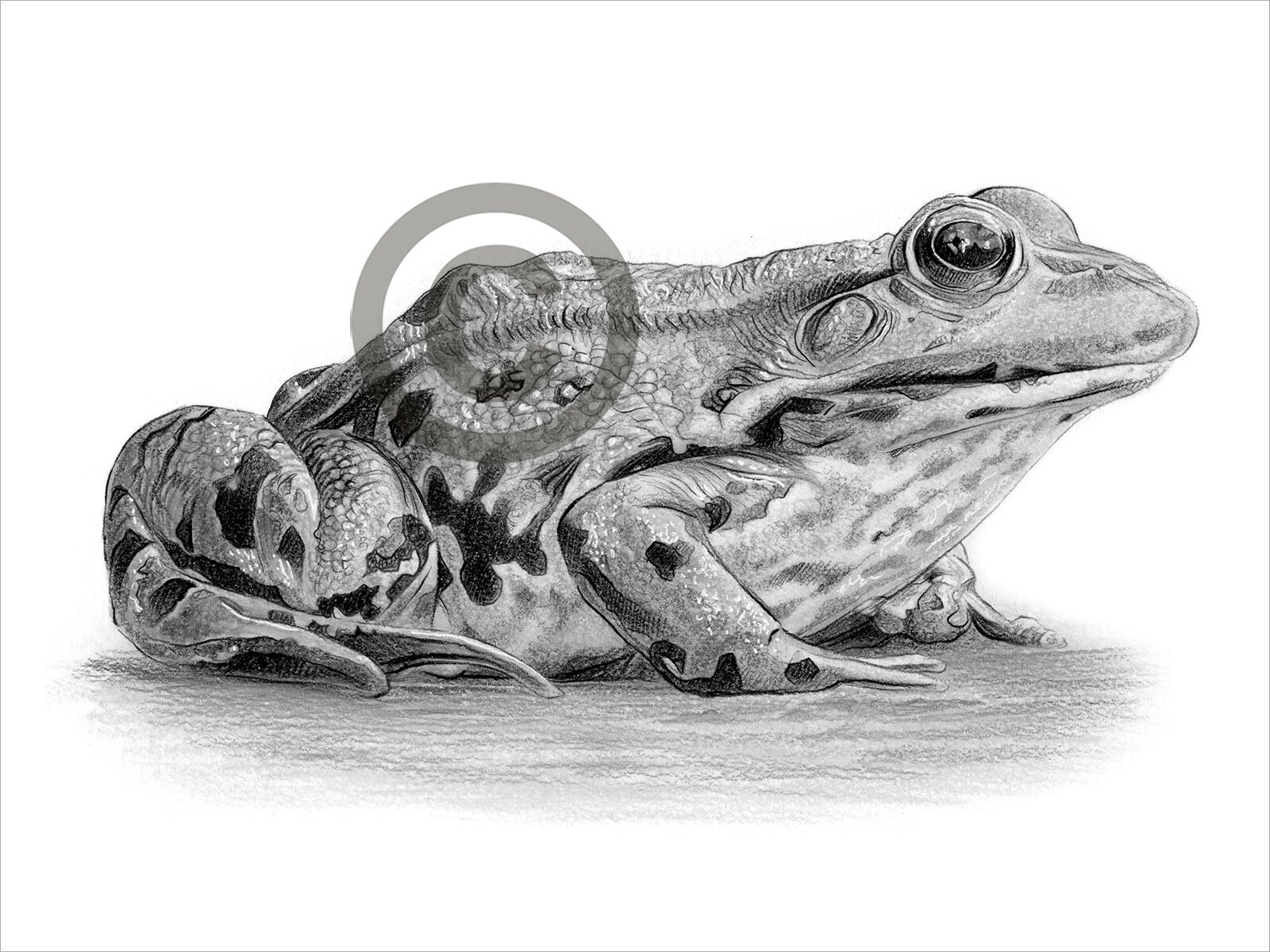 Pencil Drawing Of A Frog