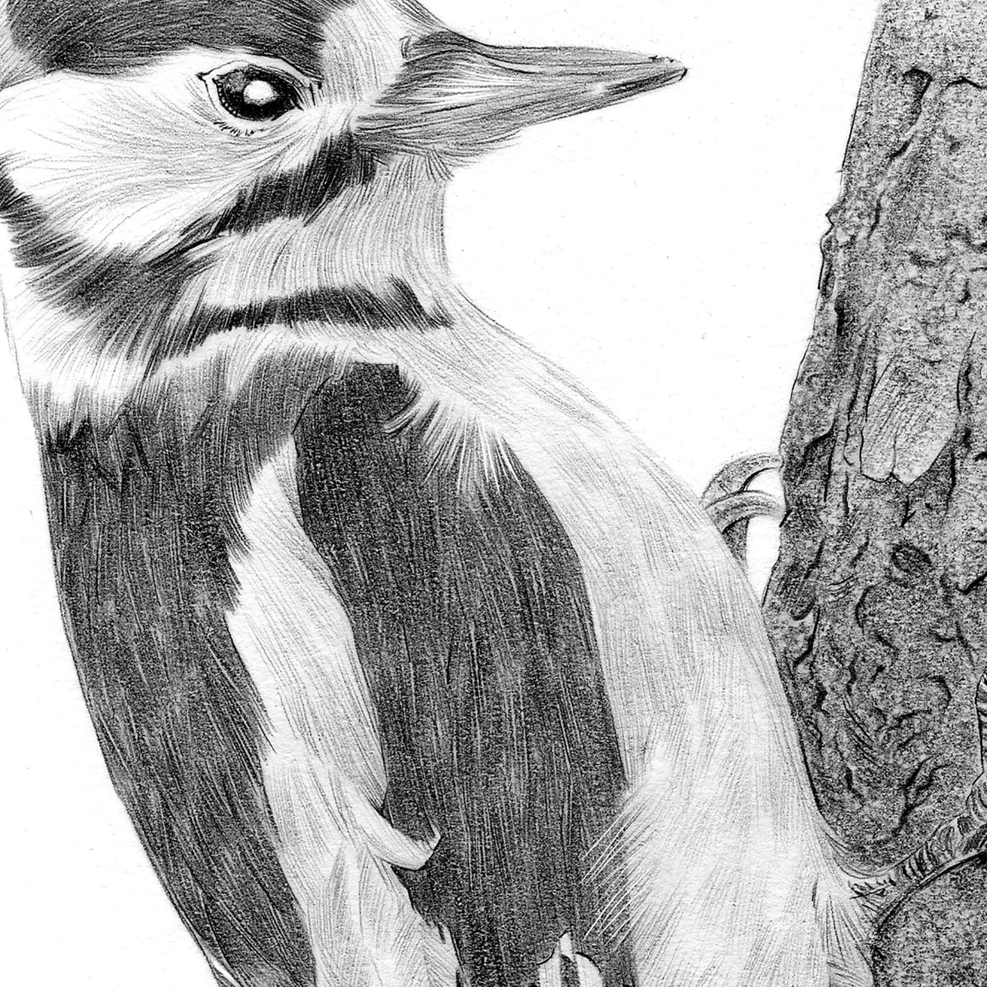 Woodpecker Drawing Chestnut Coloured Woodpecker (Celeus Castaneus)