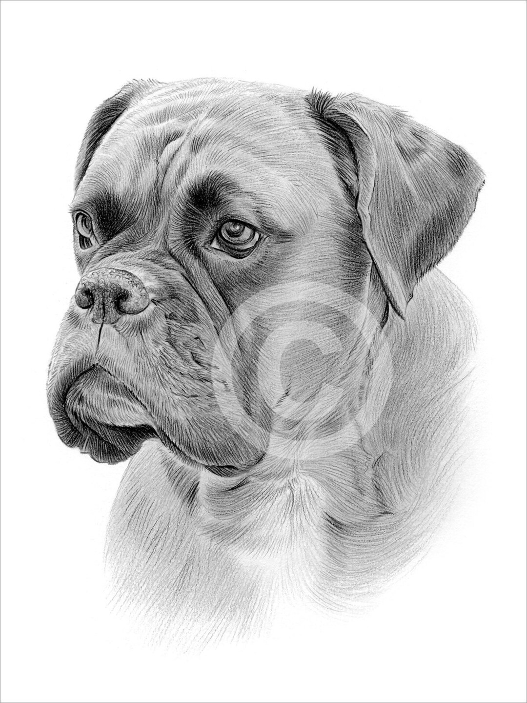 Digital Download Pencil Drawing of a Boxer Dog Breed Artwork by UK ...