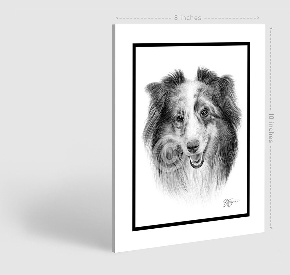 Blue Merle SHETLAND SHEEPDOG Original B&W Pencil Drawing | Etsy