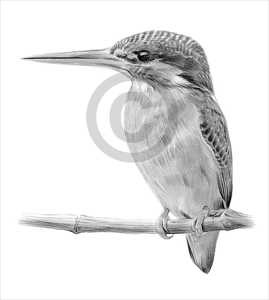 Digital Download Pencil Drawing of a Kingfisher Artwork by UK Artist ...