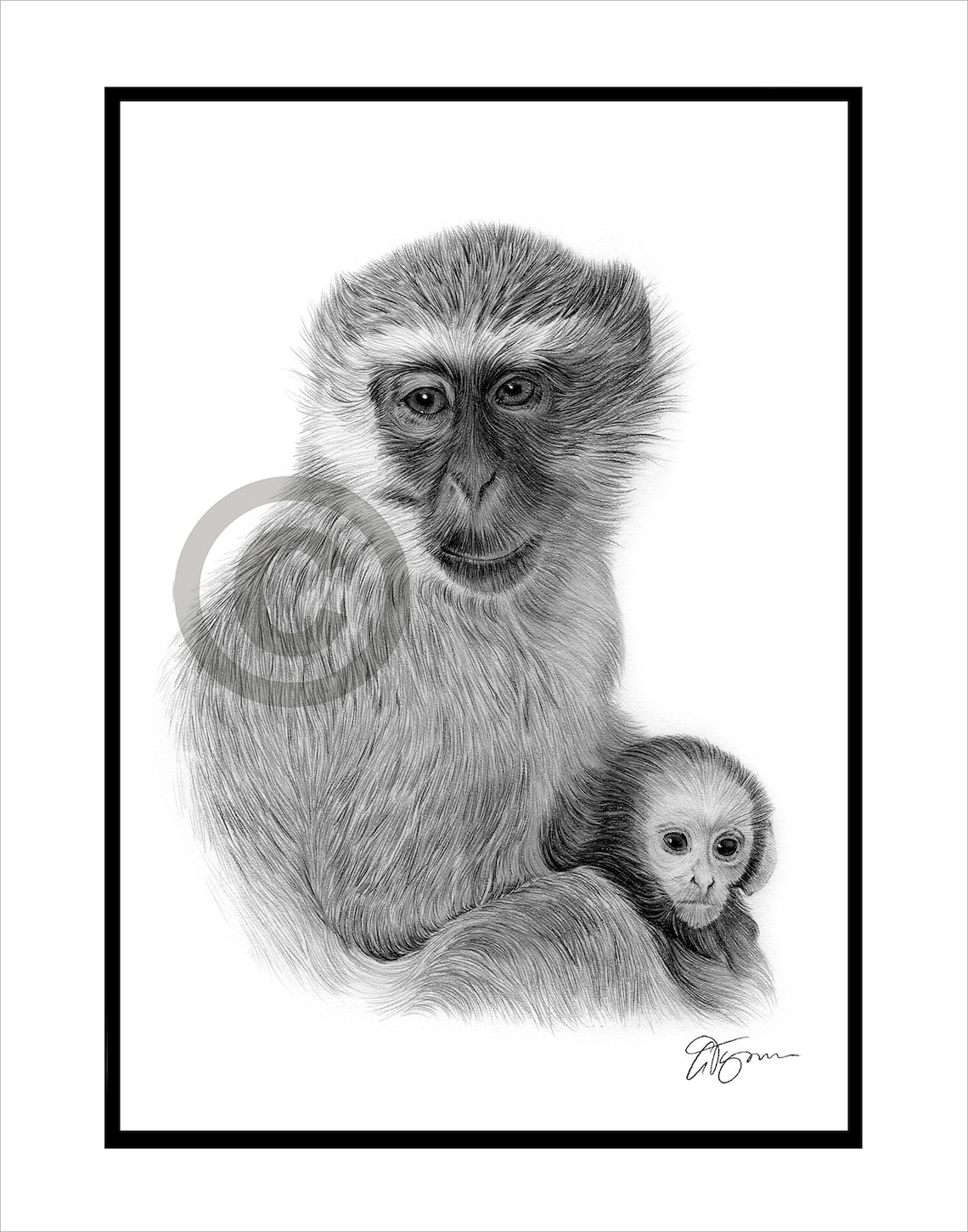 VERVET MONKEY Original B&W Pencil Drawing Portrait Size - Etsy