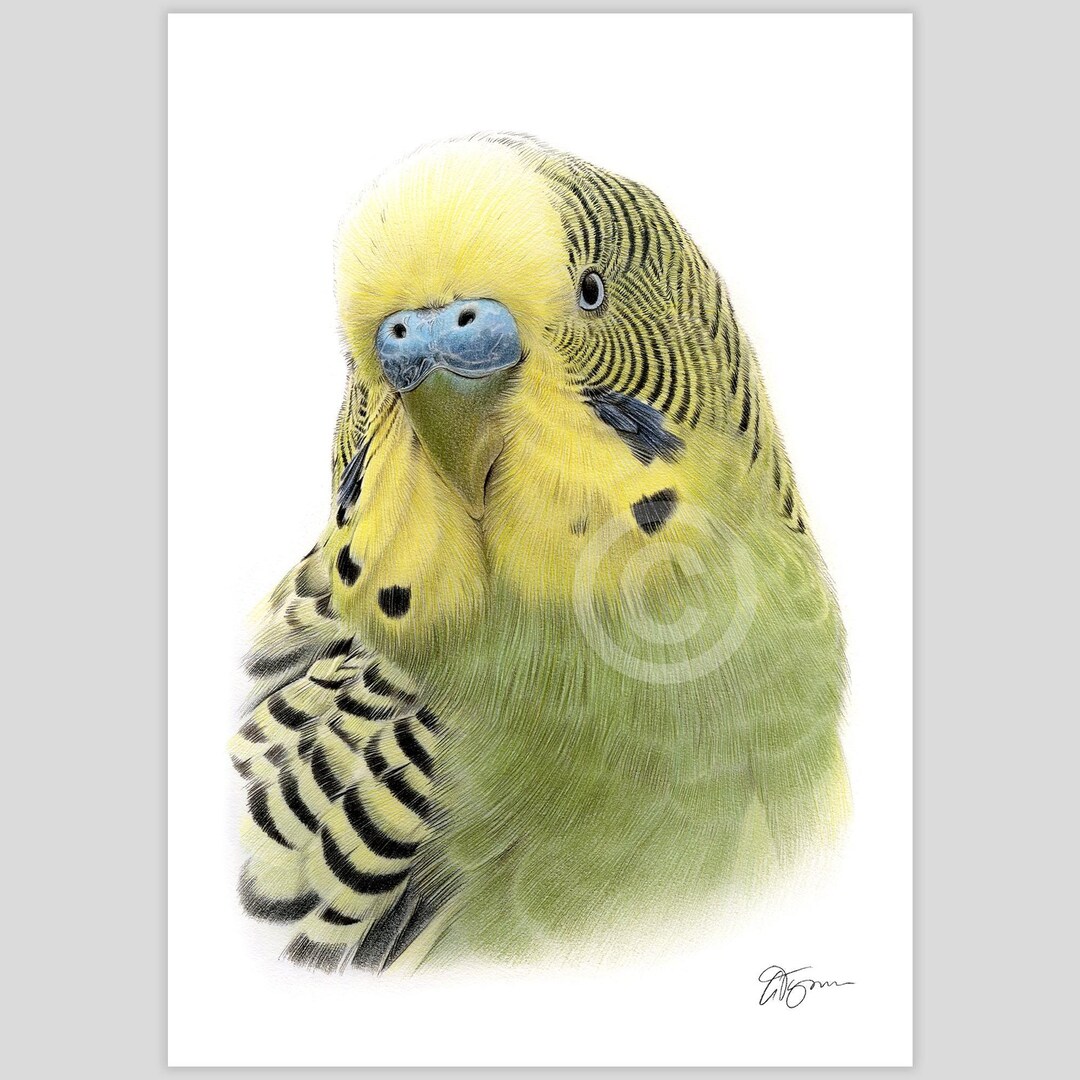 Budgerigar Color Pencil Drawing Print Artwork Signed by Artist Gary ...