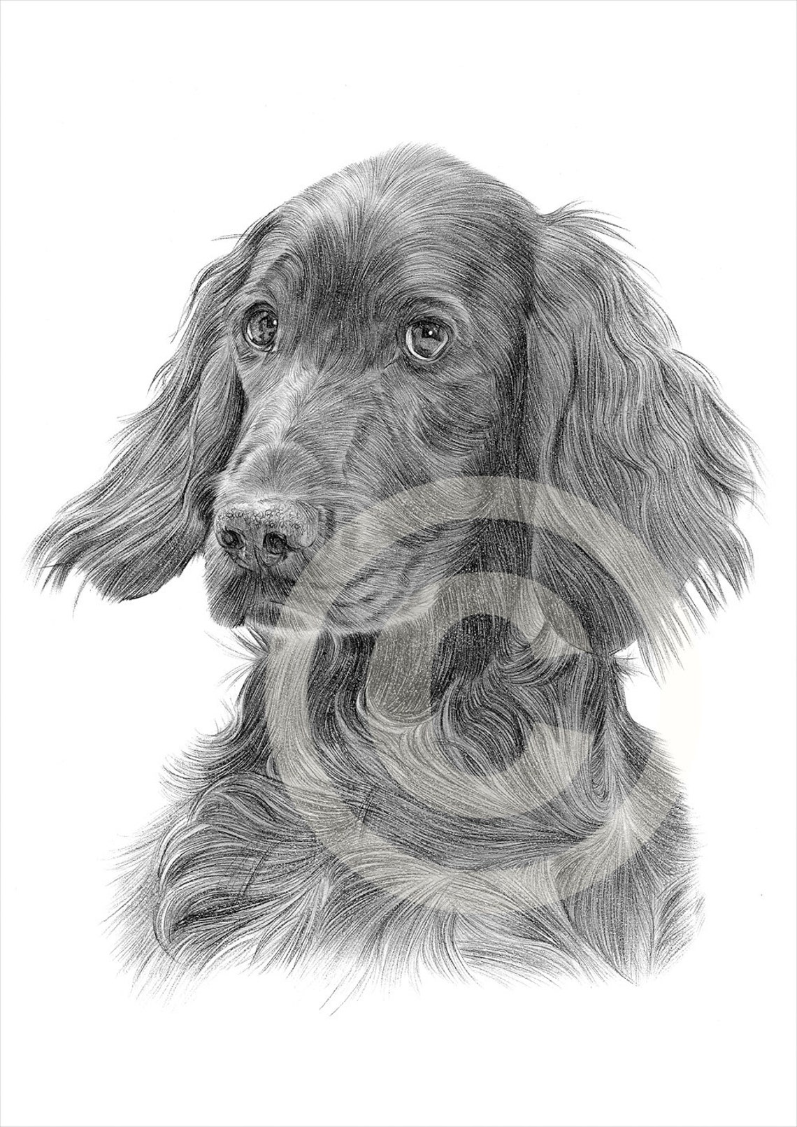 Dog Irish Setter pencil drawing print A4 size artwork | Etsy