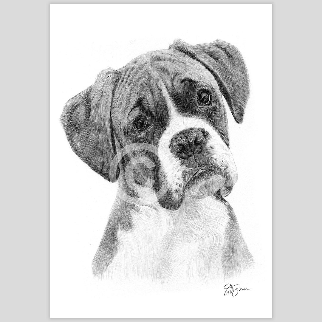 Boxer Dog Pencil Drawing Print Artwork Signed by Artist Gary Tymon 2 ...