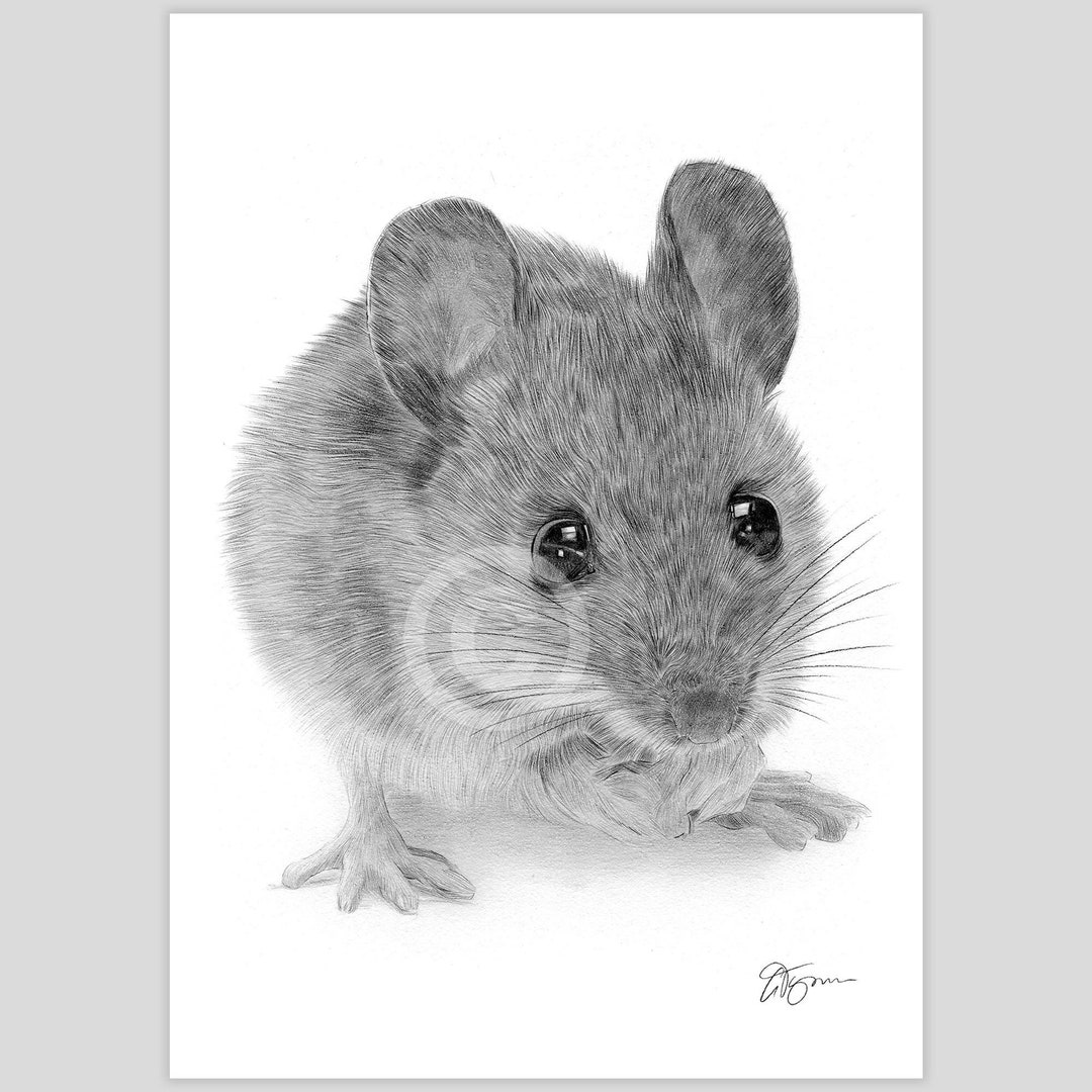 Mouse Pencil Drawing Print | Signed Wildlife Portrait, Ltd Ed A4 - Etsy