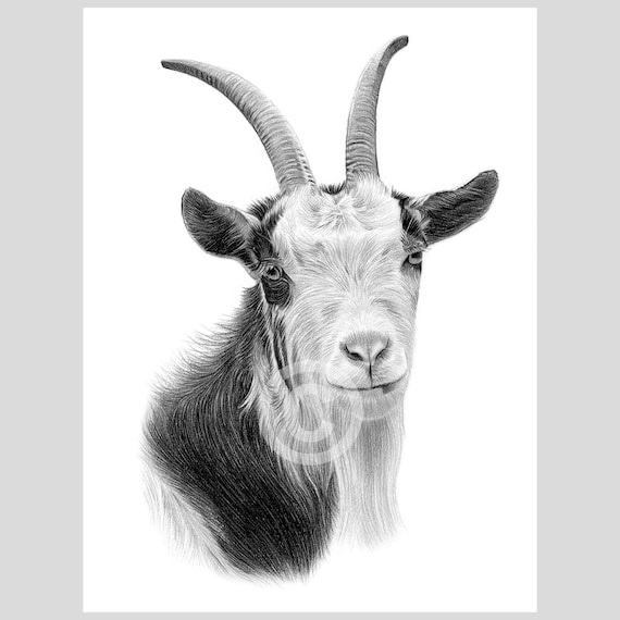 Goat Face Pencil Drawing
