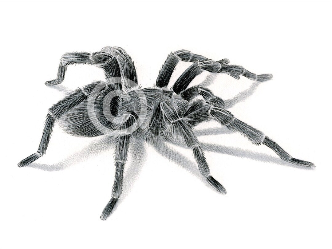 Digital Download Pencil Drawing of a Tarantula Artwork by UK Artist ...