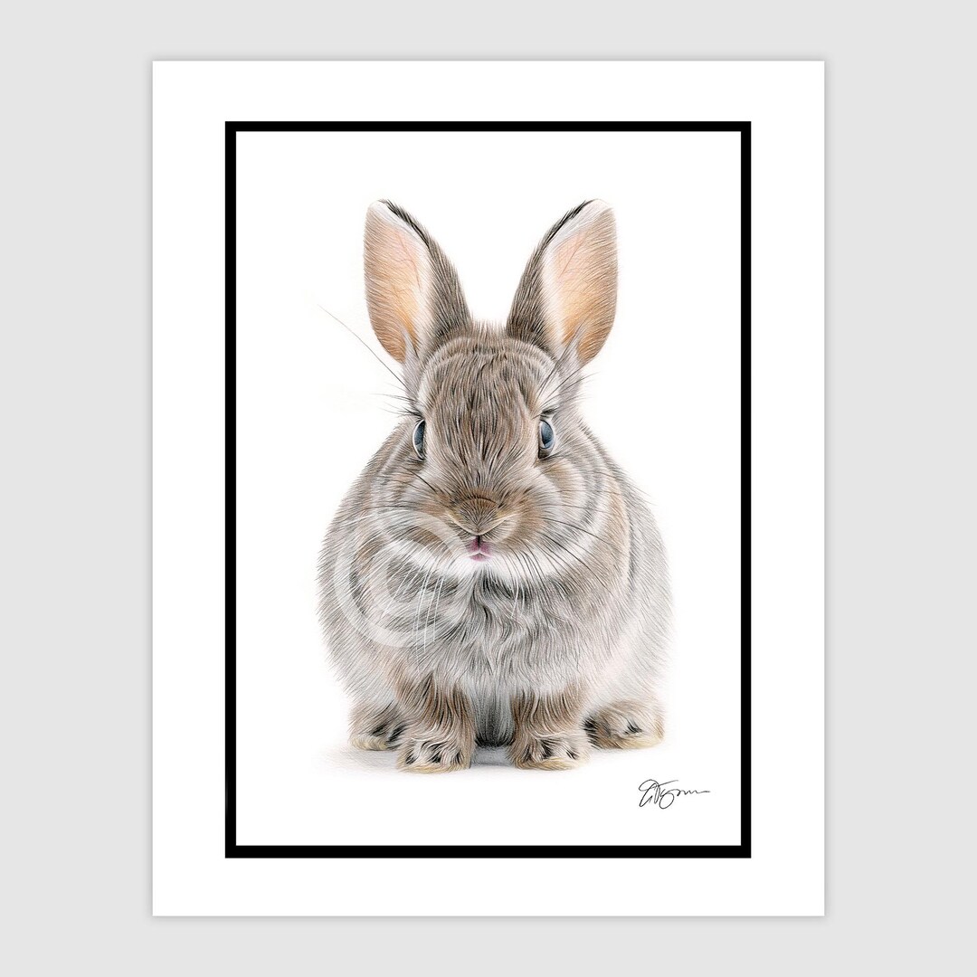 Rabbit Original Color Pencil Drawing | Portrait Size A4 (11.75" X 8.25 ...