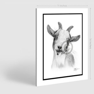 PYGMY GOAT Original B&W Pencil Drawing Portrait Size 11.75 X 8.25 Mount ...