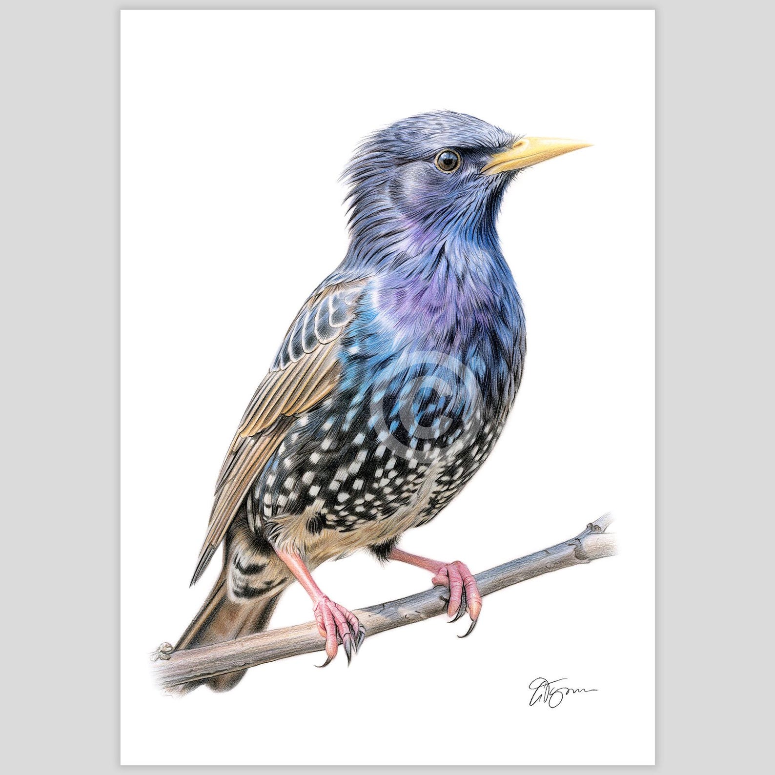 Pencil Drawing Artwork of a Starling Bird - Colour Art Print - Signed ...