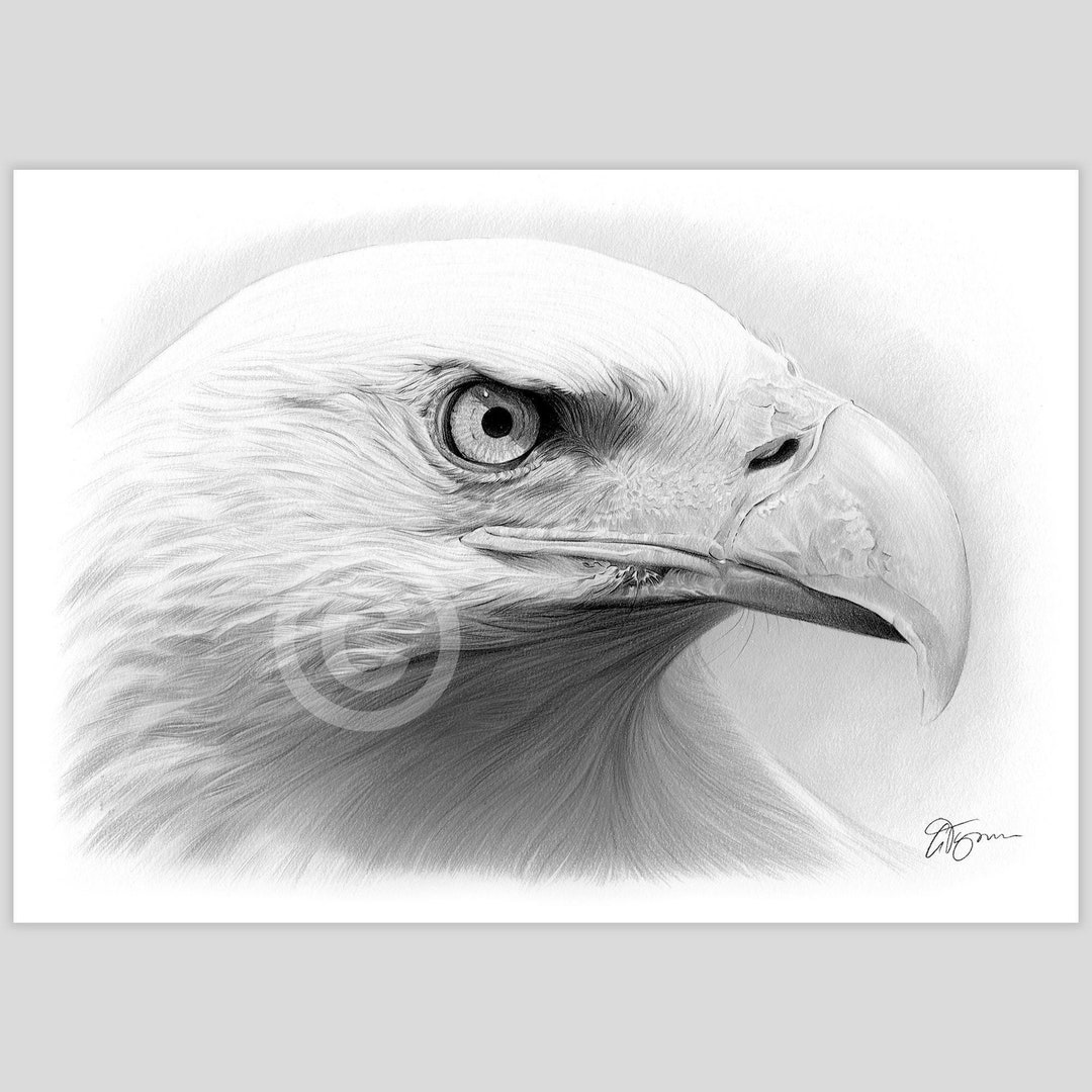 Bald Eagle | Pencil Drawing Print | Artwork Signed by Artist G Tymon ...