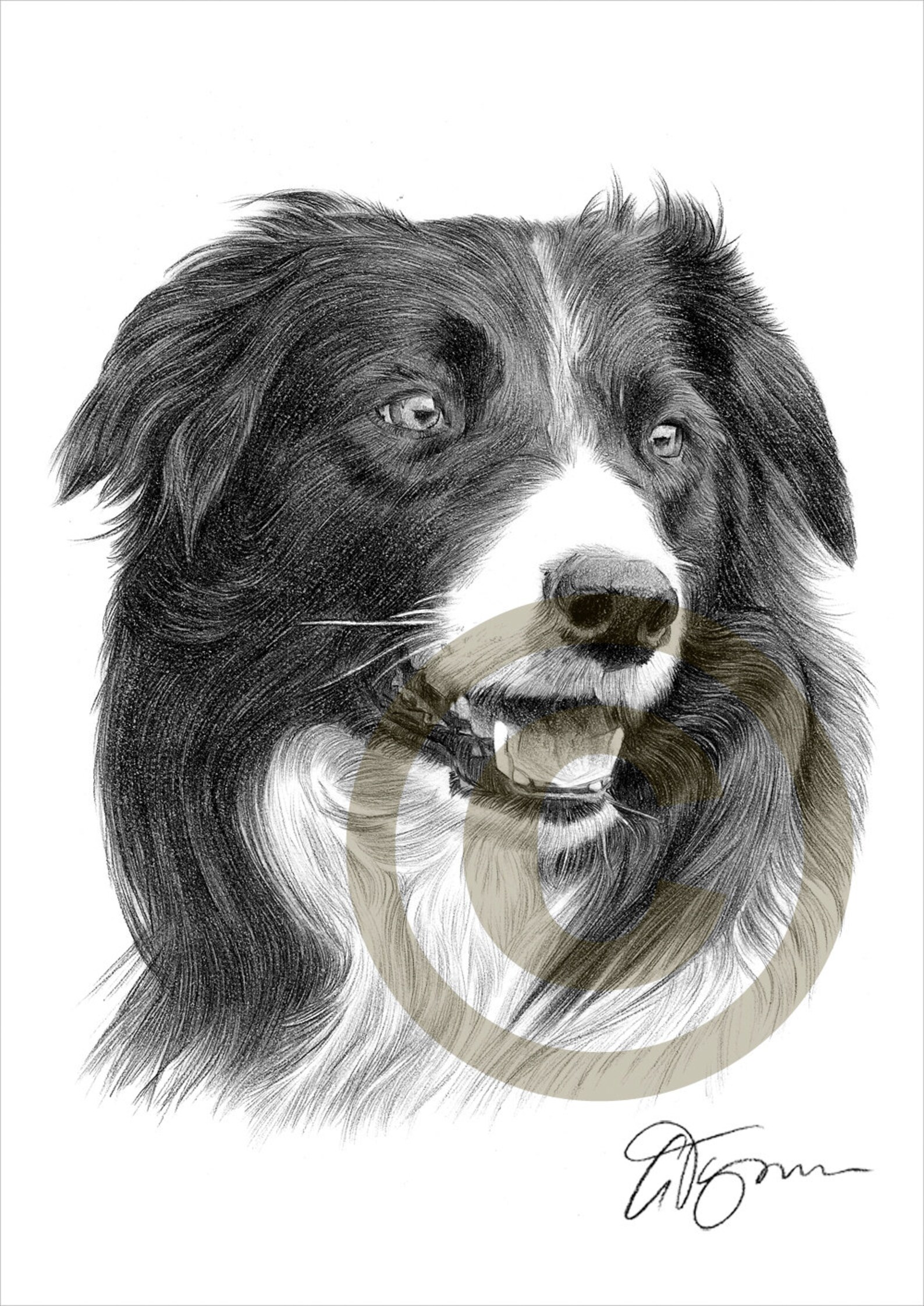 Dog Border Collie Pencil Drawing Print Artwork Signed by Artist Gary ...