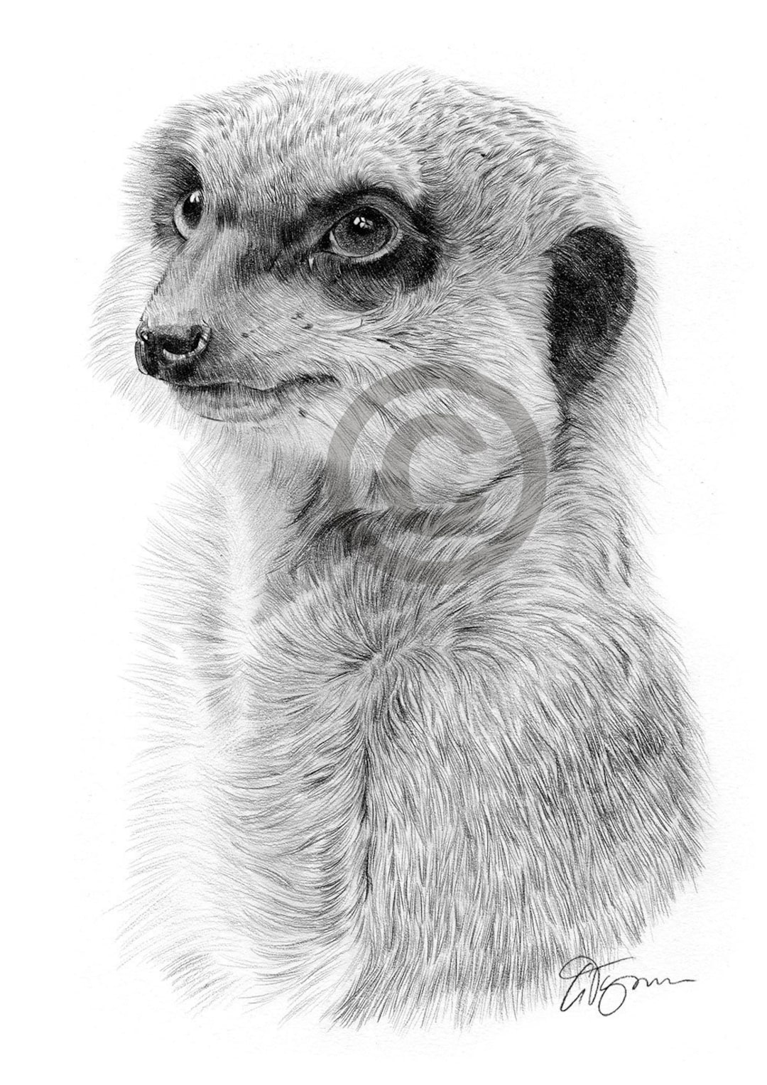 African Meerkat Pencil Drawing Print Wildlife Art Artwork Signed by ...