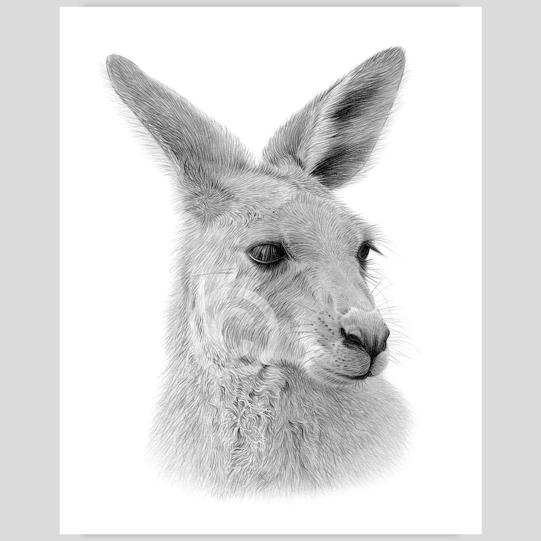 Kangaroo Pencil Drawing – Wildlife Animal Portrait (digital Download ...