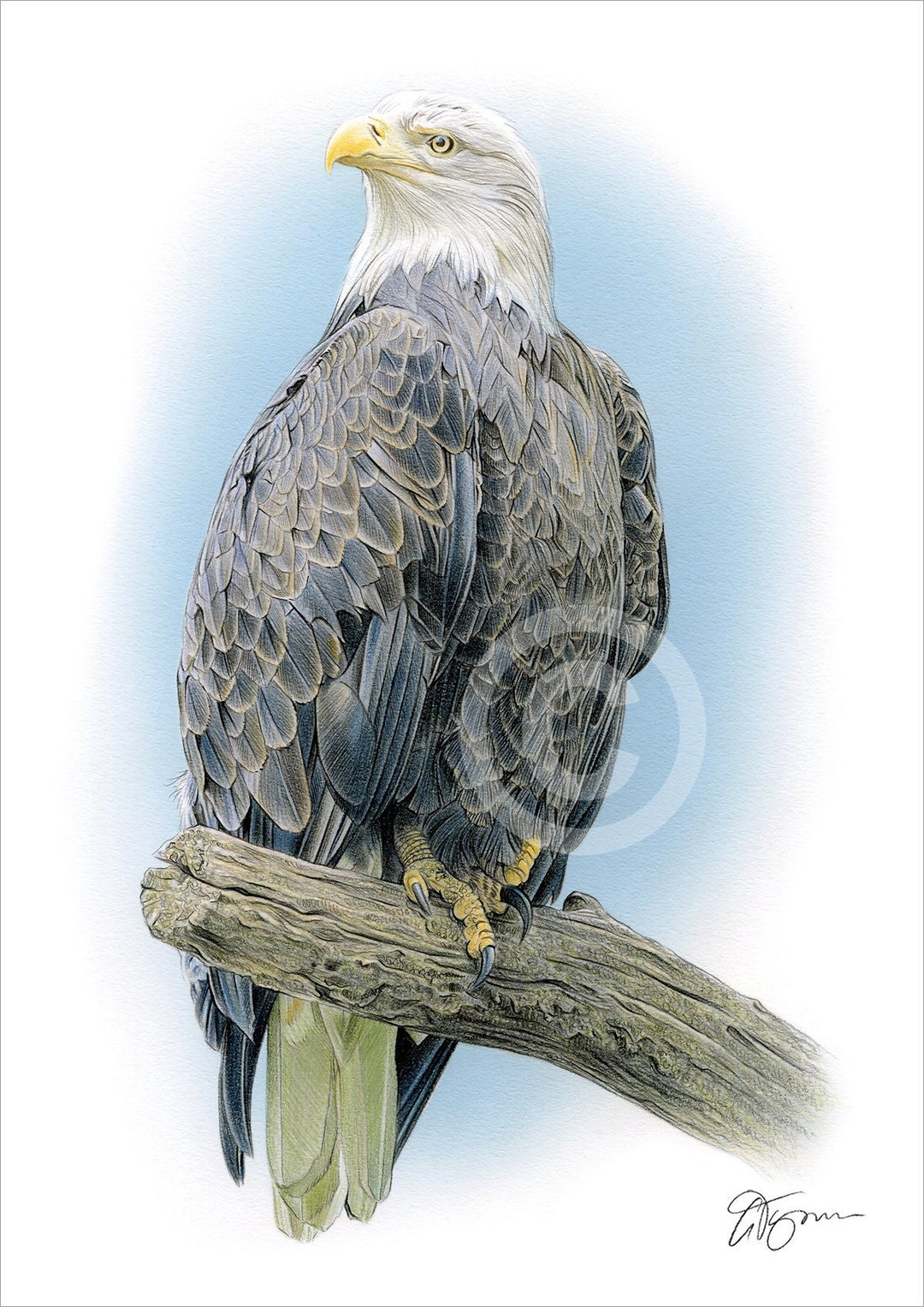 Eagle Color Pencil Drawing Print Bird Art Artwork Signed by Artist Gary ...
