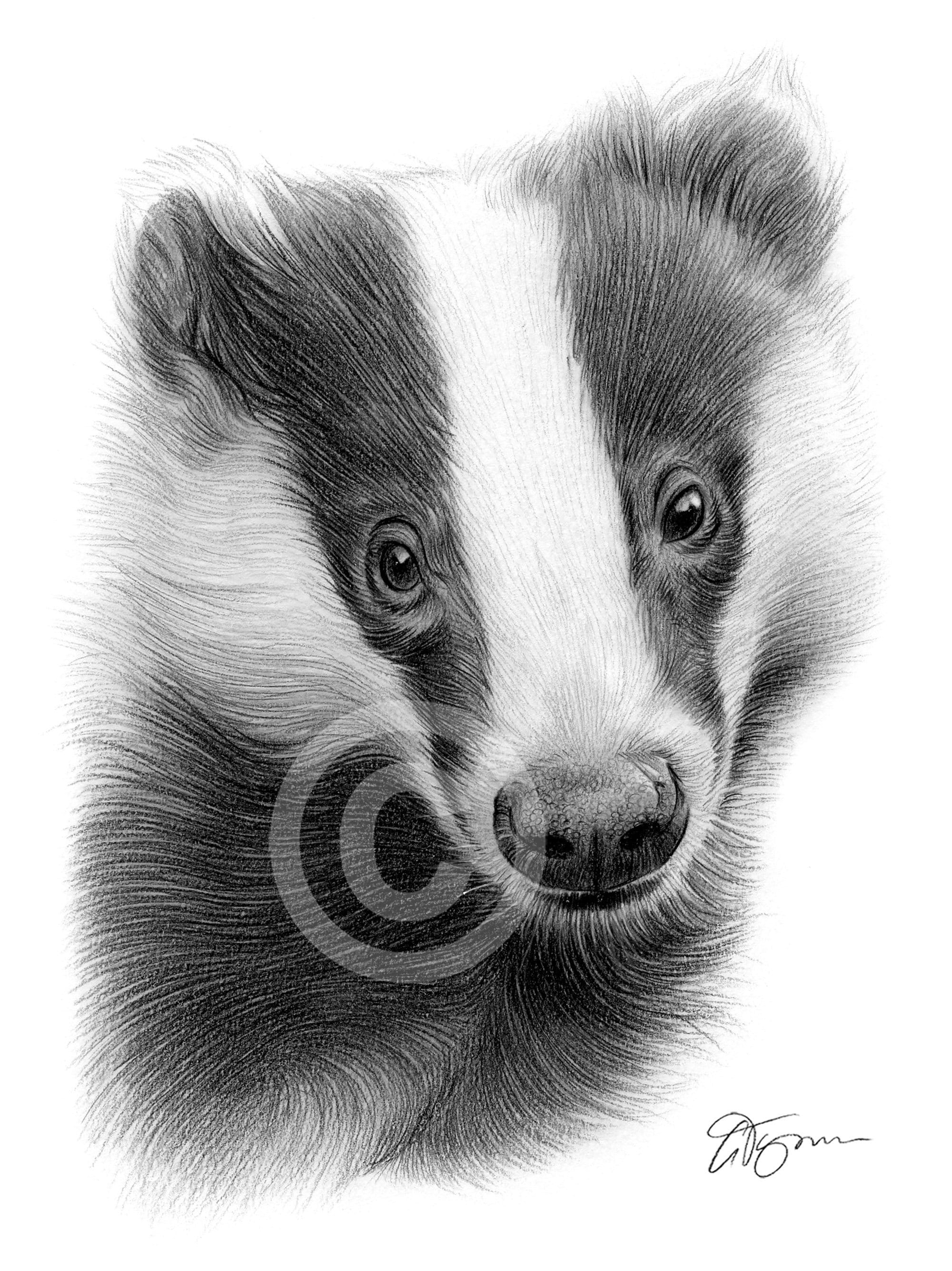 Digital Download Pencil Drawing of a Badger Artwork by UK Artist Gary ...