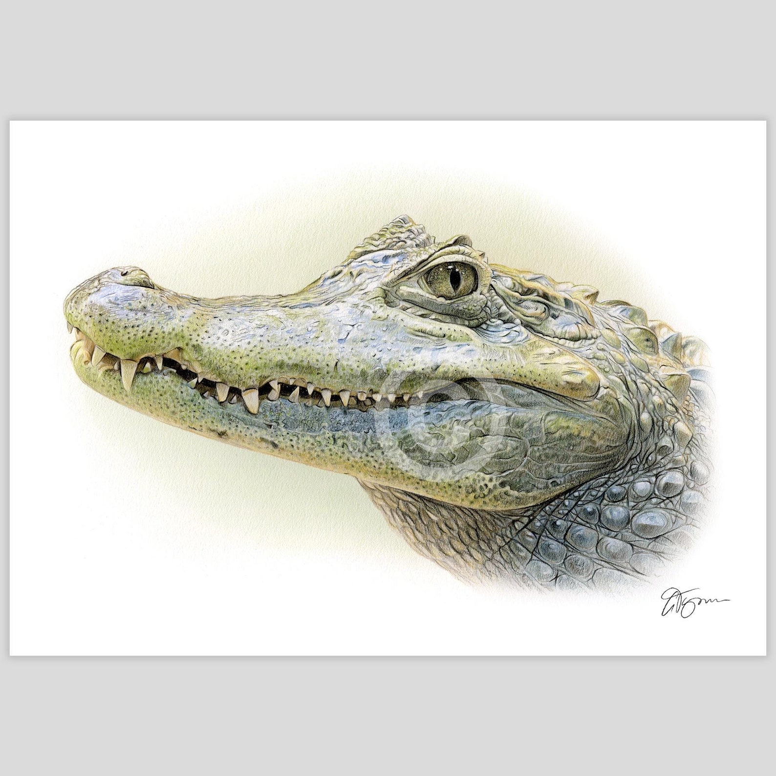 Alligator Color Pencil Drawing Print Artwork Signed by Artist G Tymon 2 ...