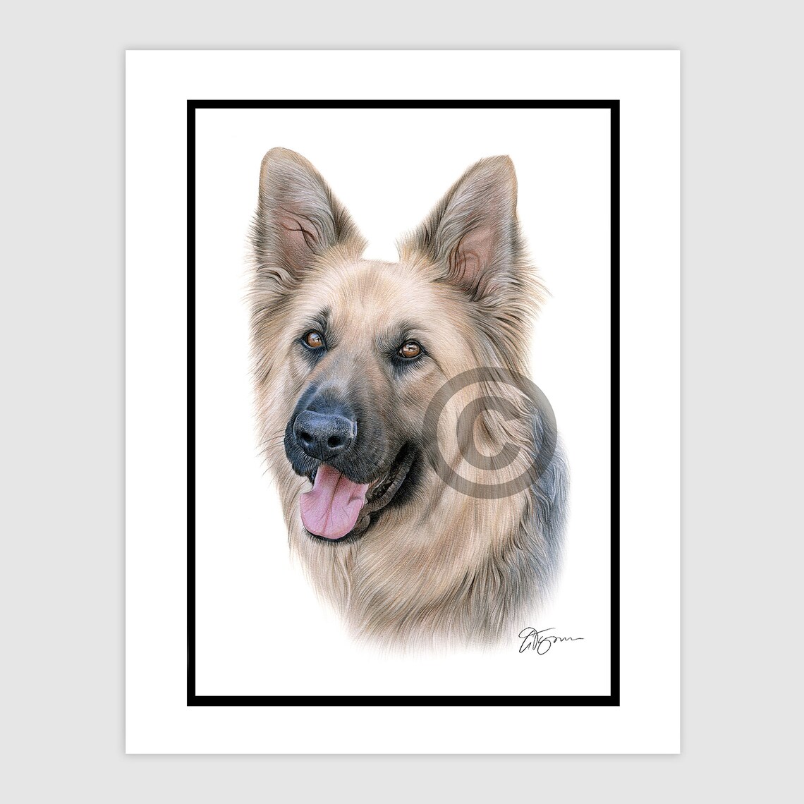 GERMAN SHEPHERD - Alsation - Original Color Pencil Drawing - Portrait ...
