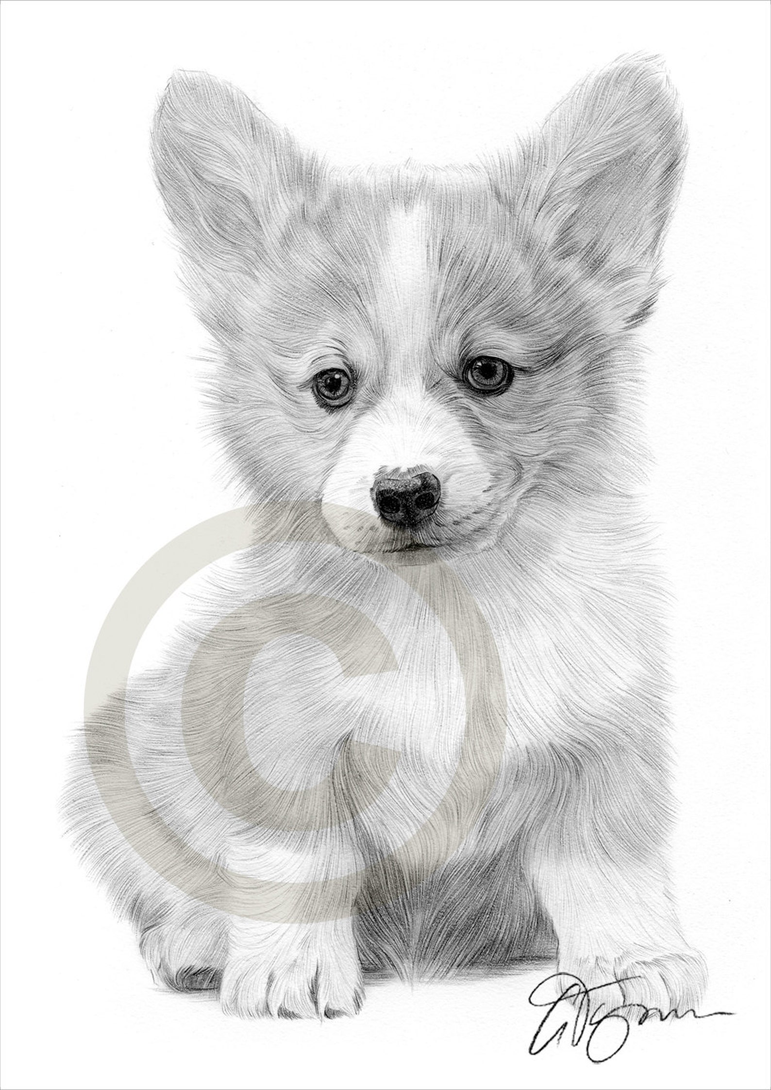 Cardigan Corgi Puppy Pencil Drawing Print Artwork Signed - Etsy
