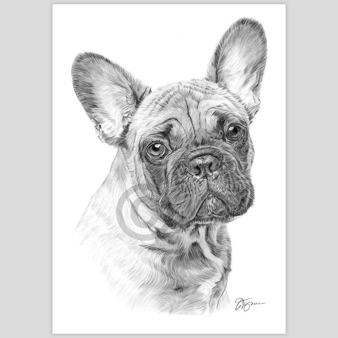 French Bulldog Pencil Drawing Print | Artwork Signed by Artist Gary ...