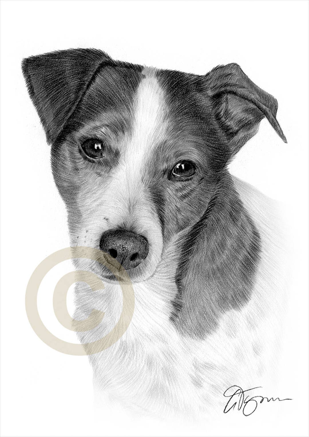 Jack Russell Terrier Pencil Drawing Print Artwork Signed - Etsy