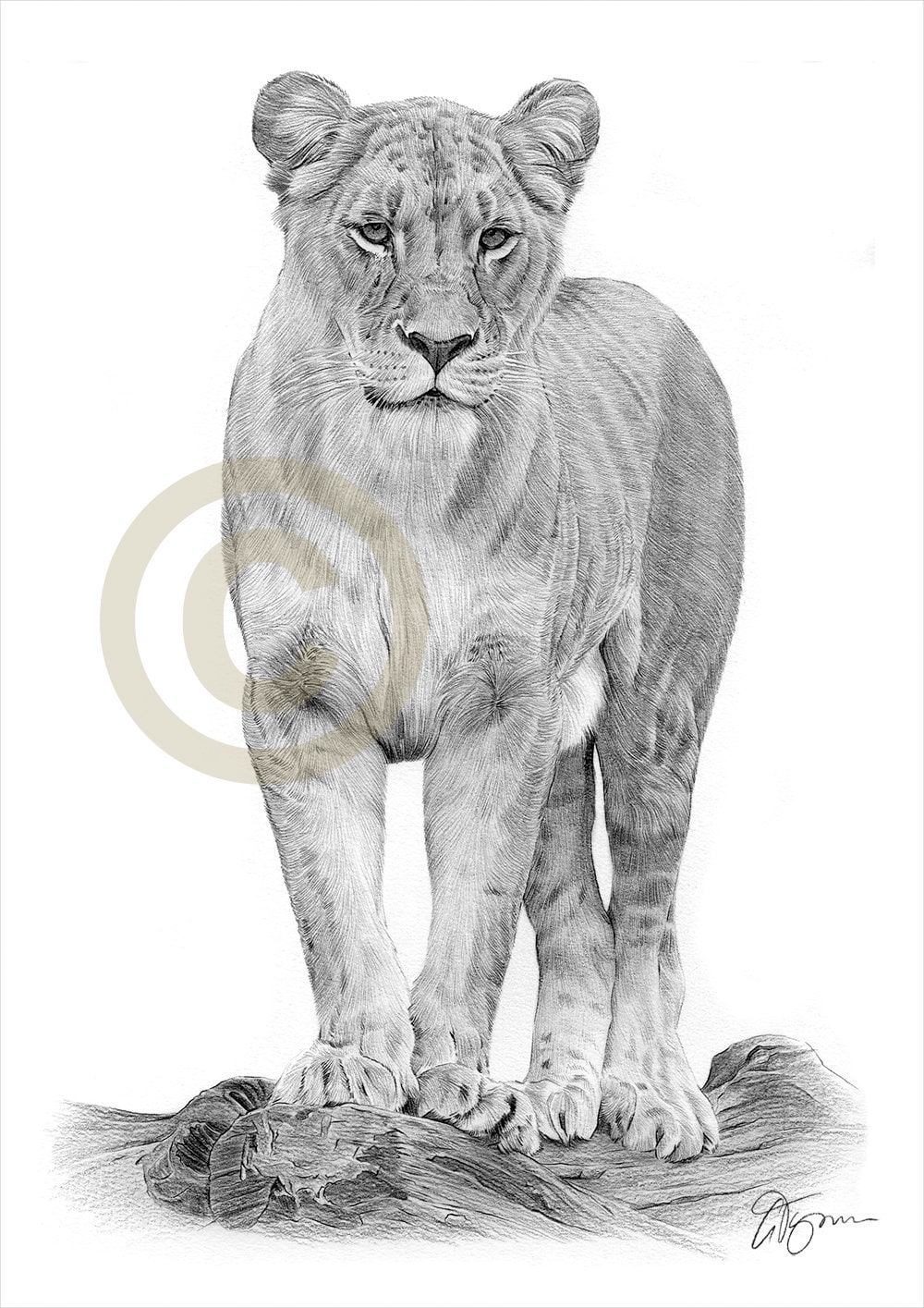 Portrait of a Lioness pencil drawing print big cat art | Etsy