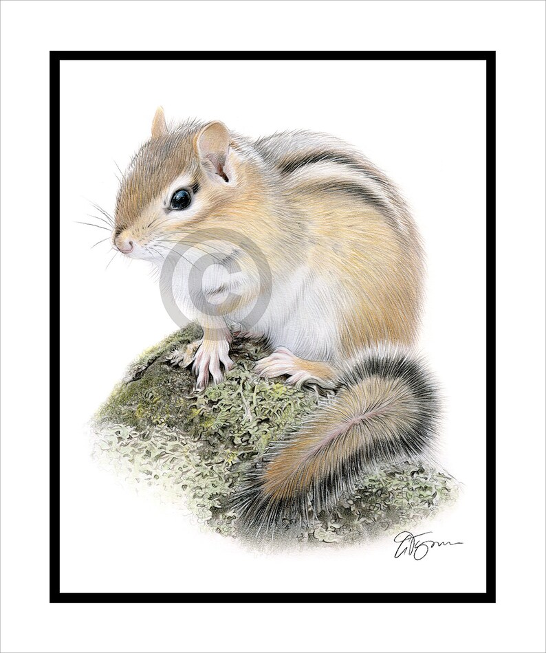 CHIPMUNK Original Colour Pencil Drawing Portrait Size - Etsy
