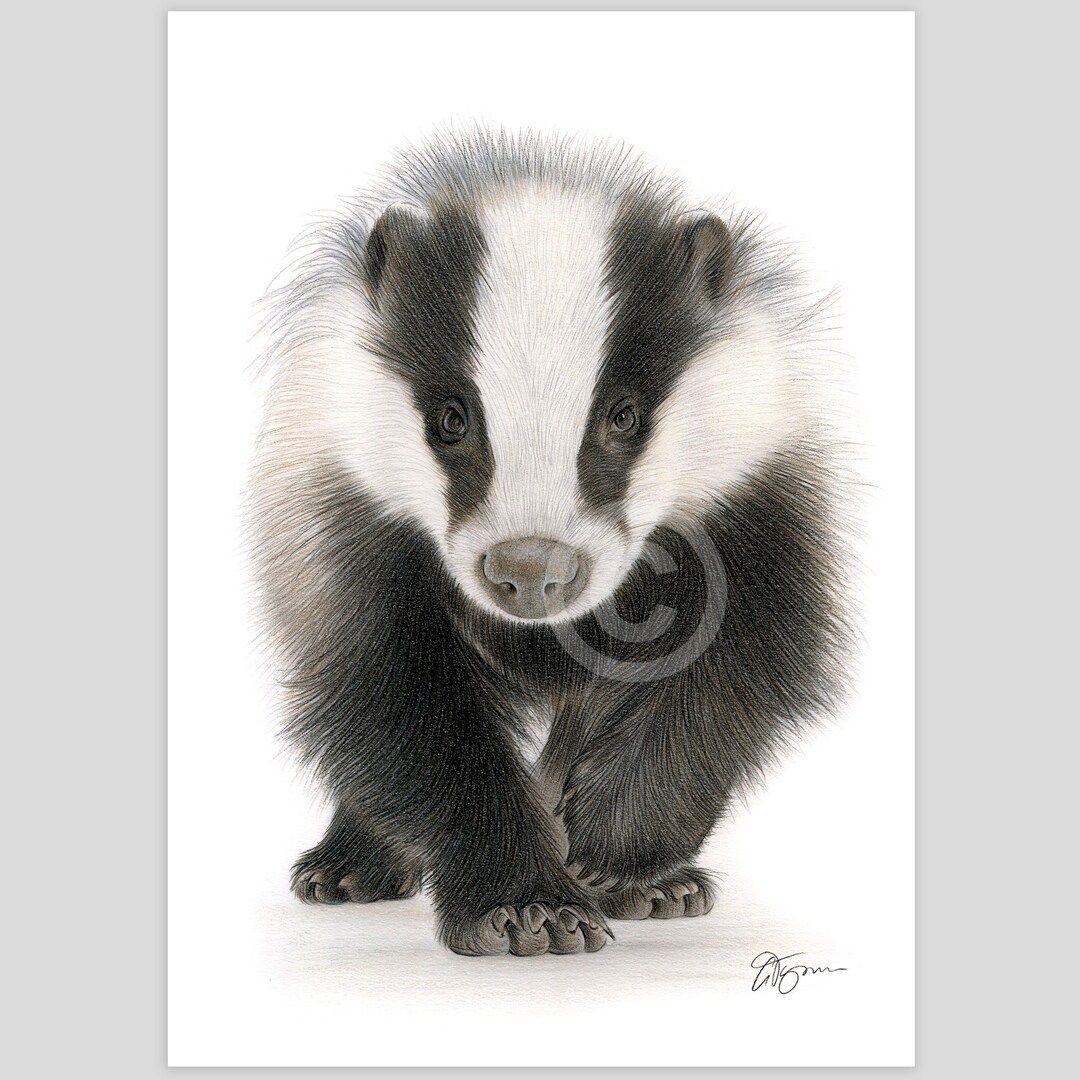 Badger - Color Pencil Drawing Print - Artwork Signed by UK Artist G ...