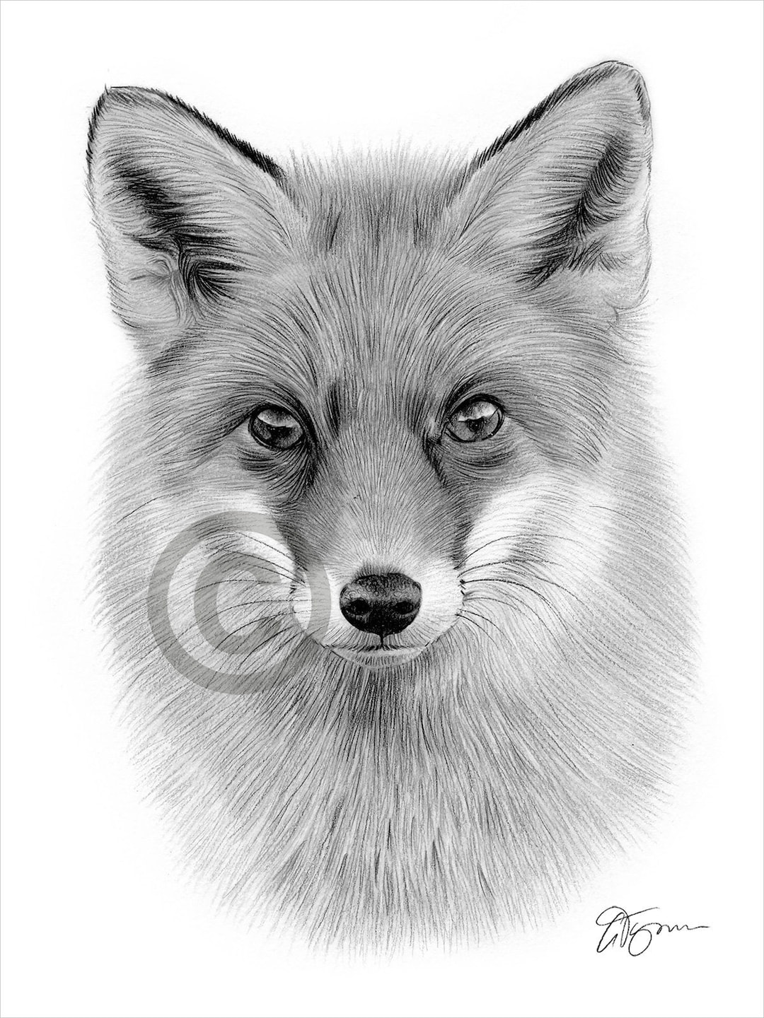 Digital Download Pencil Drawing of a Red Fox Artwork by UK Artist Gary ...