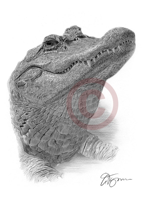 Alligator artwork pencil drawing print 2 sizes artwork | Etsy