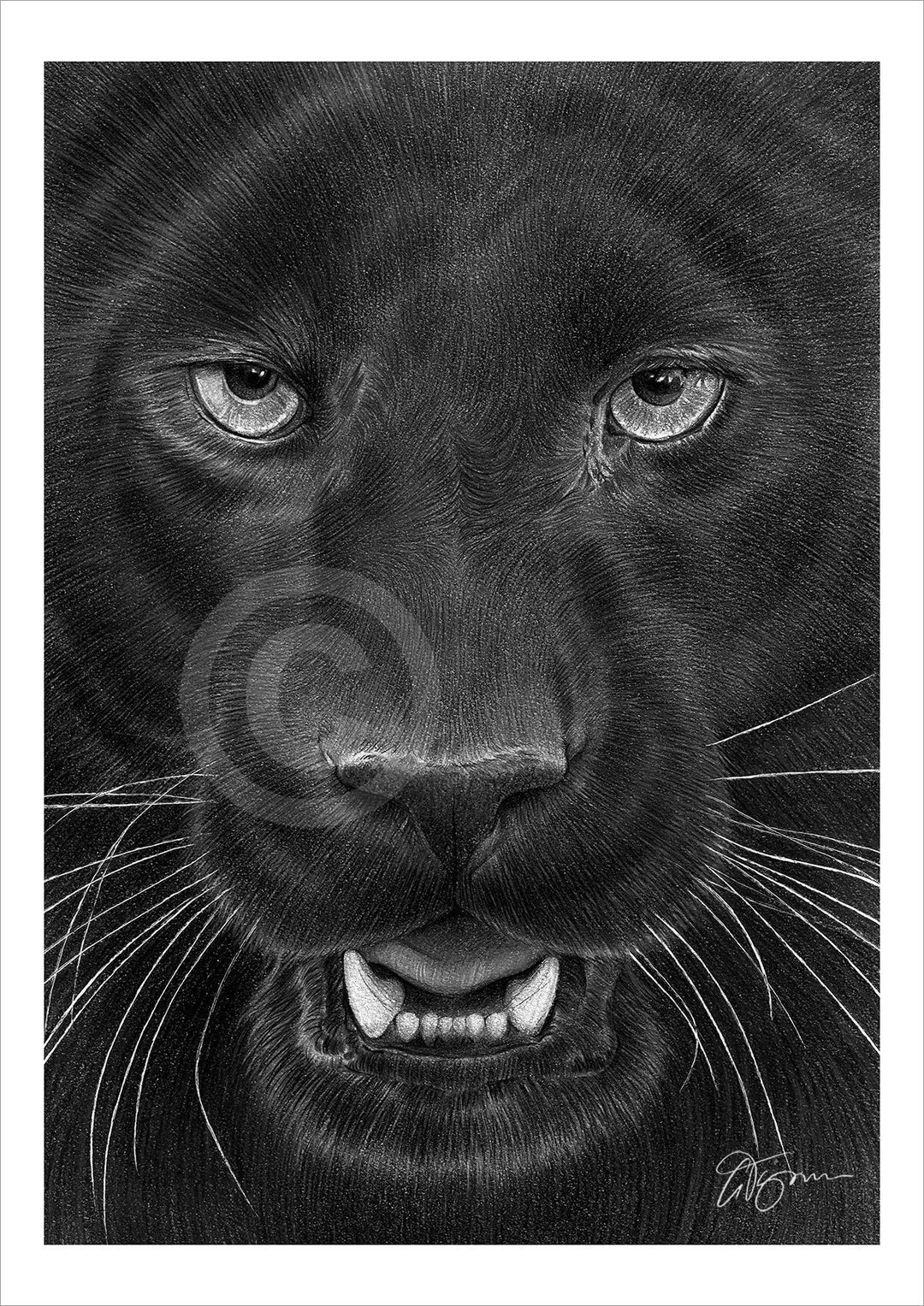Black Panther Pencil Drawing Print Big Cat Art Artwork Signed by Artist ...