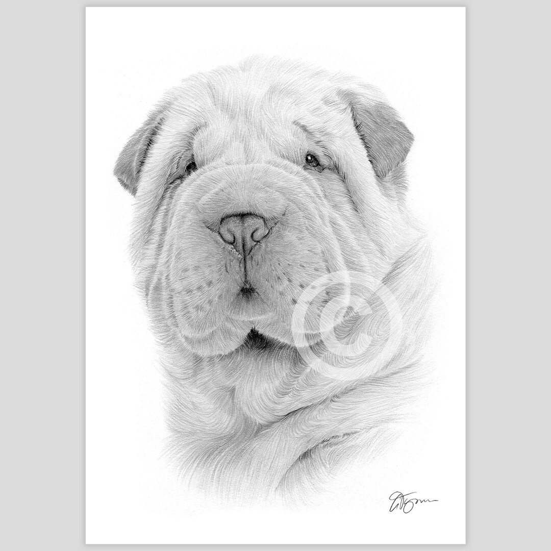 Shar Pei Puppy Dog Artwork Signed by Artist G. Tymon | Pencil Drawing ...