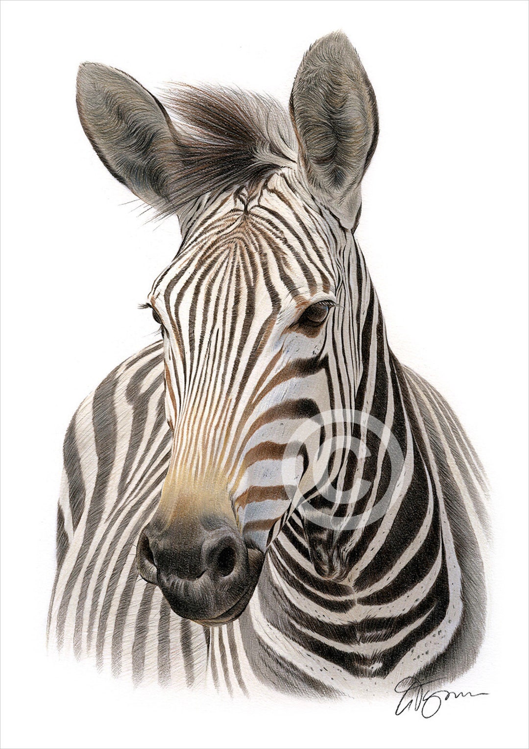 Zebra Face Drawing