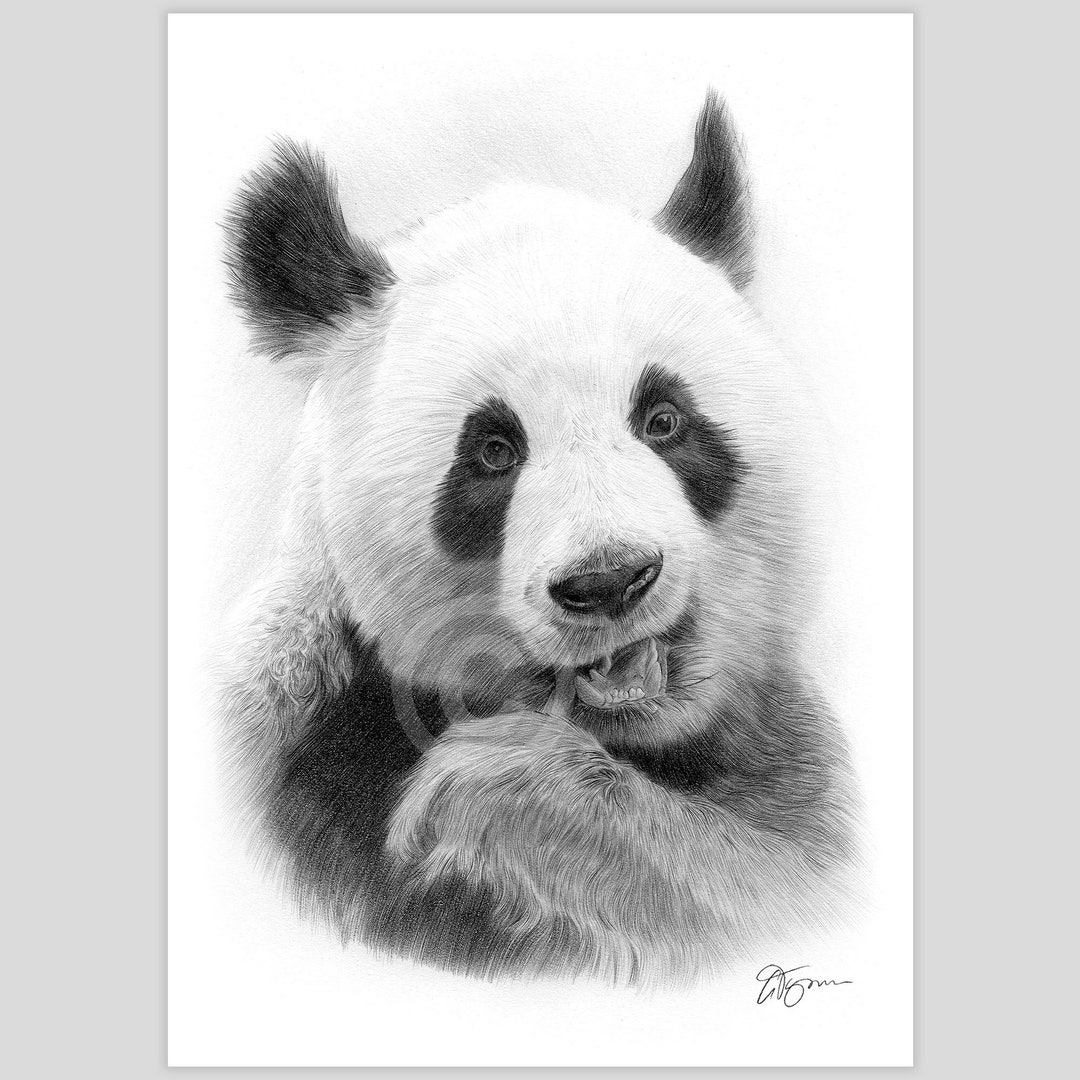 Giant Panda Artwork Signed by Artist Gary Tymon | Pencil Drawing Print ...