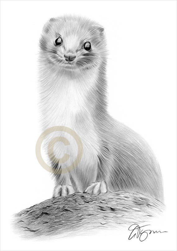 WEASEL Pencil Drawing Print Wildlife Art Artwork Signed by | Etsy