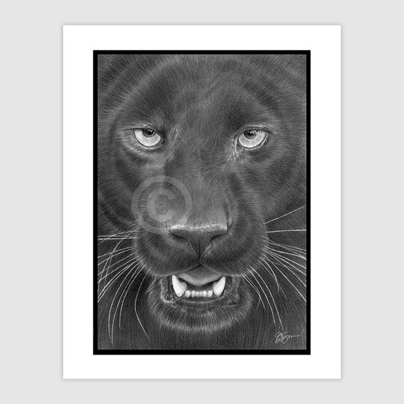 Panther Teeth Drawing