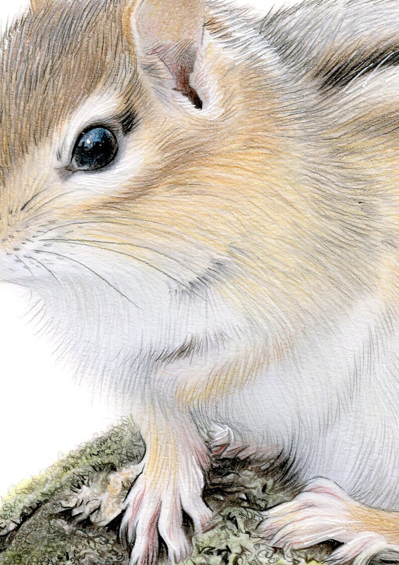 CHIPMUNK Original Colour Pencil Drawing Portrait Size - Etsy