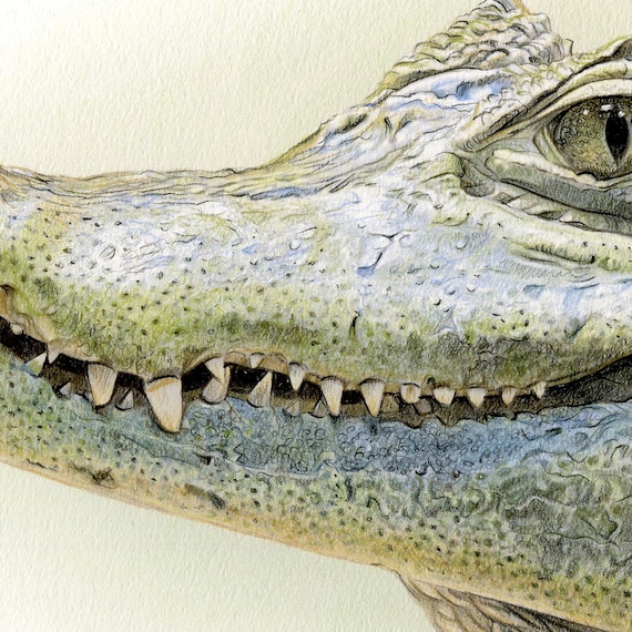 Realistic Crocodile Drawing With Colour