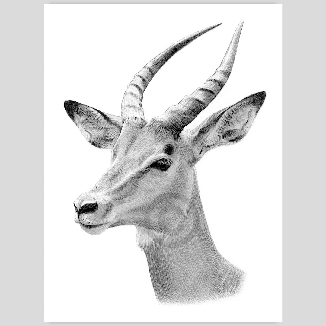 African Antelope Artwork by UK Artist Gary Tymon | Pencil Drawing ...