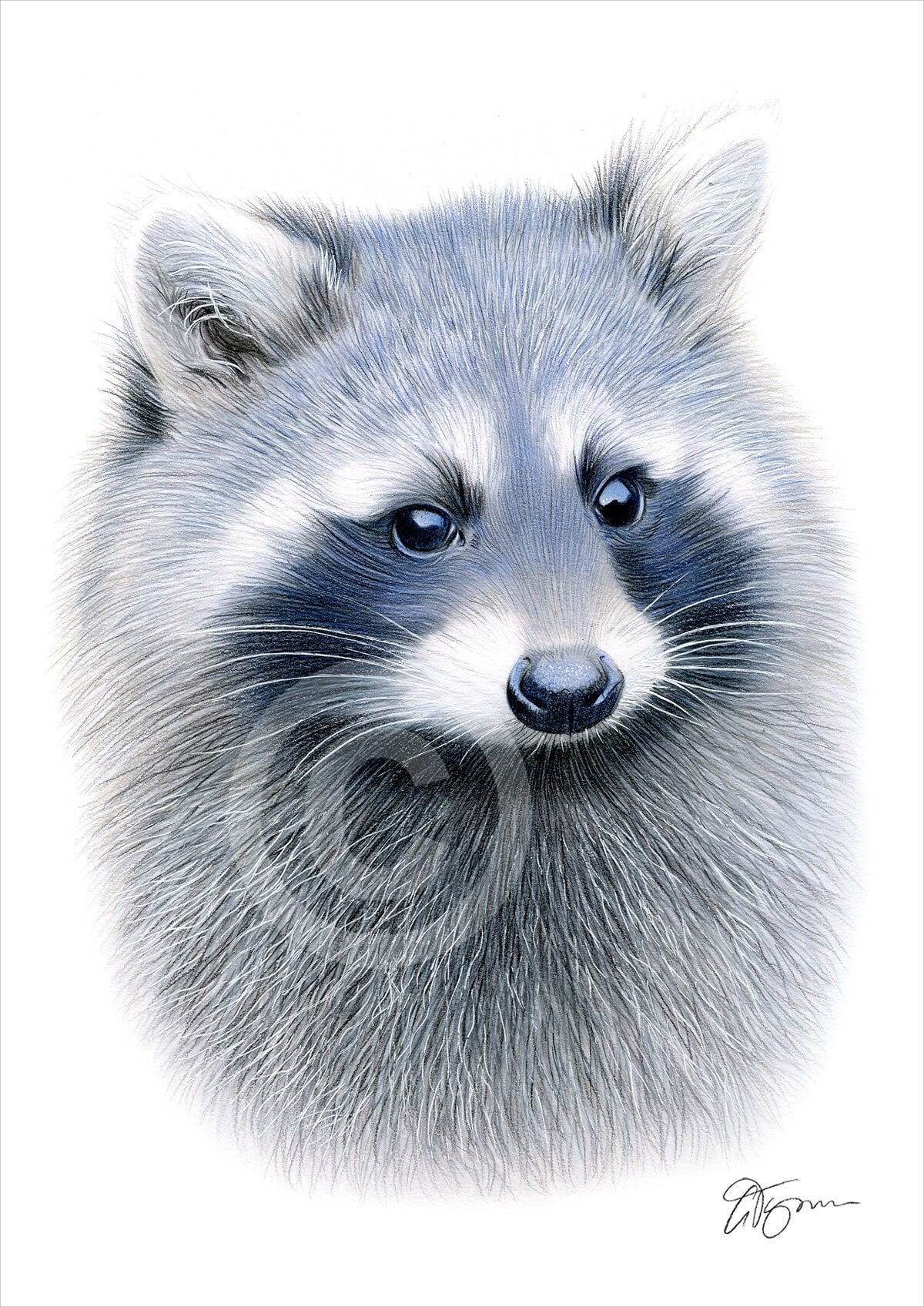 Raccoon Drawings In Pencil