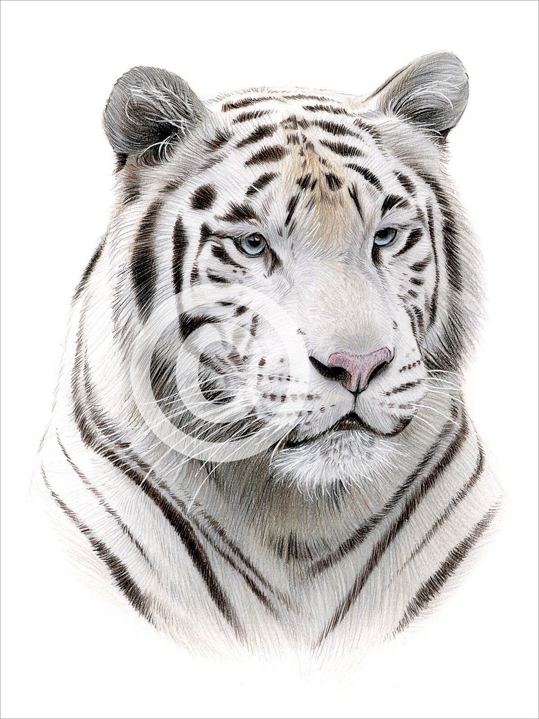 Digital Download - Color Pencil Drawing of a White Tiger - Artwork by ...