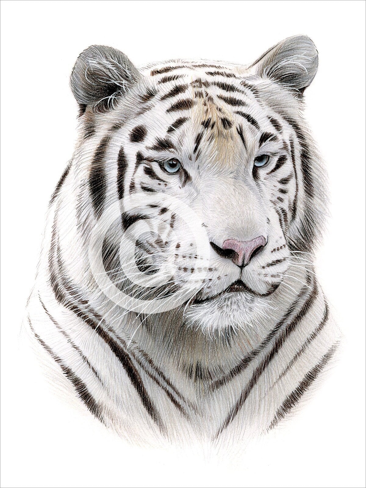 White Tiger Sketch Pencil