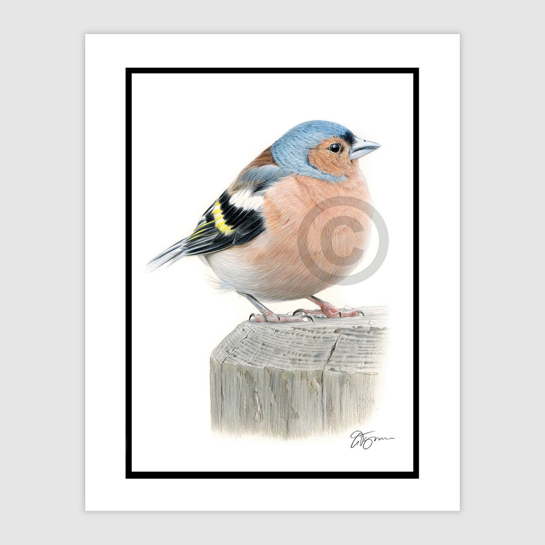 CHAFFINCH Original Color Pencil Drawing - Bird Art - Portrait Size 11. ...