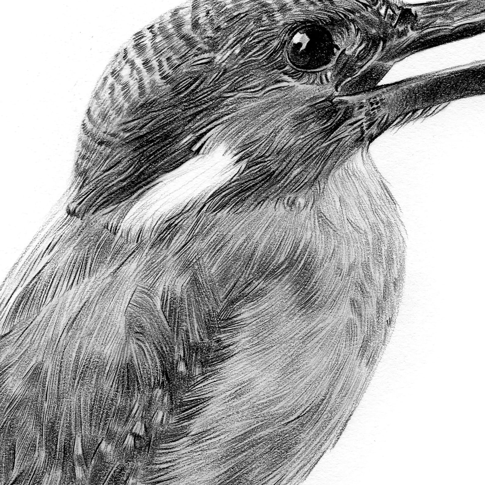 Kingfisher | Pencil Drawing Print | Artwork Signed by Artist G. Tymon ...