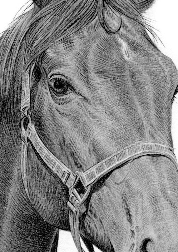 Dibujos A Lapiz De Caballos